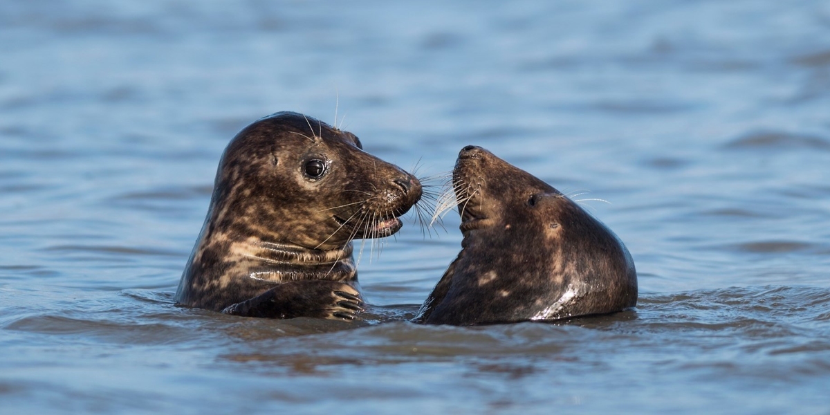 Supporting Cornwall Seal Group Research Trust… | The Gannet, St Ives