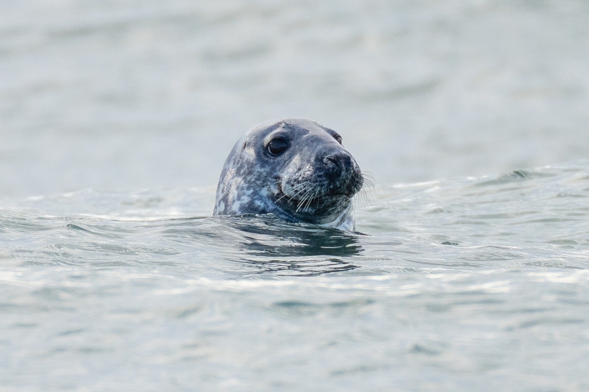 Supporting Cornwall Seal Group Research Trust… | The Gannet, St Ives