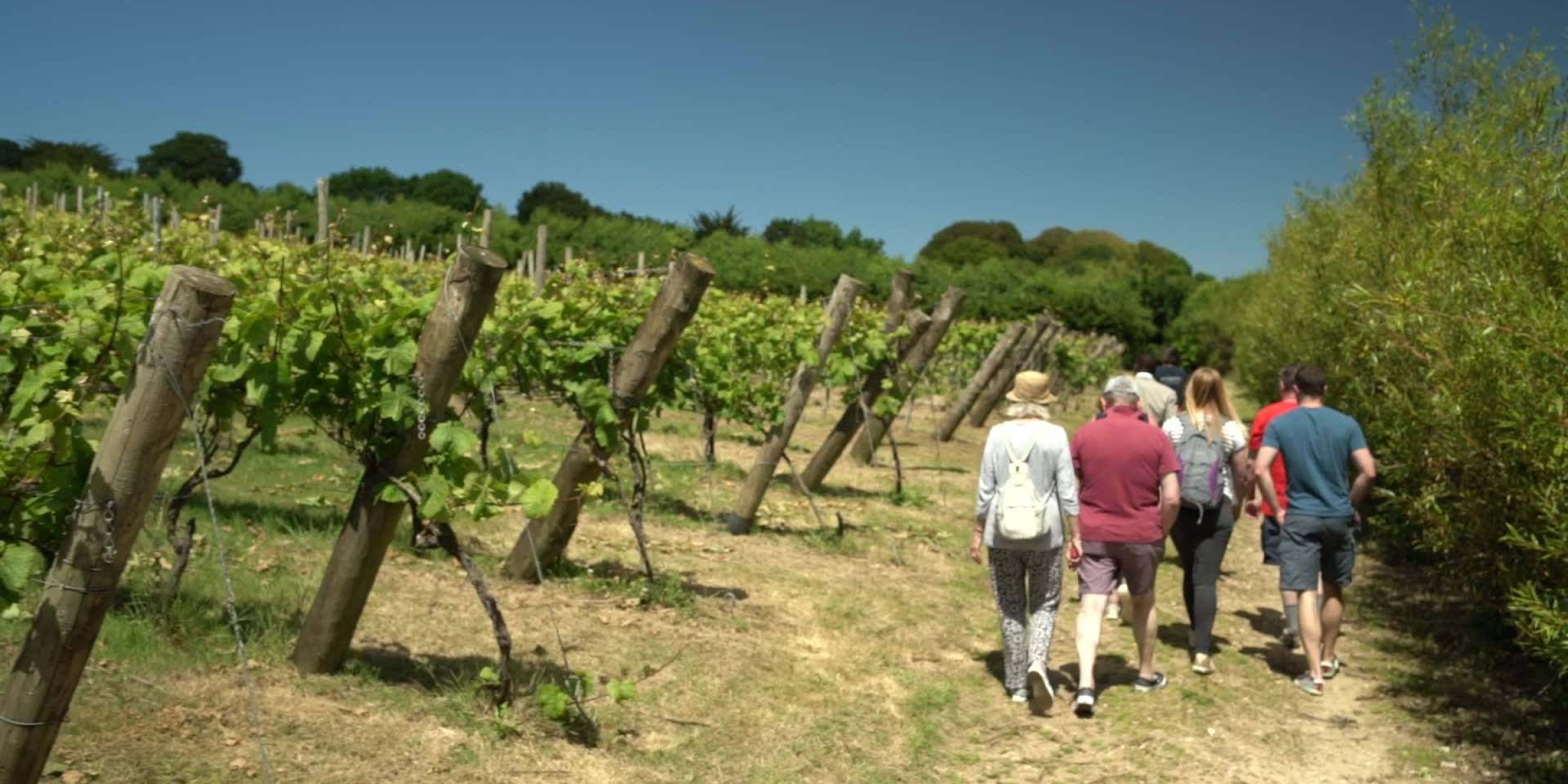 Polgoon Vineyard | Things to do Cornwall | The Gannet, St Ives